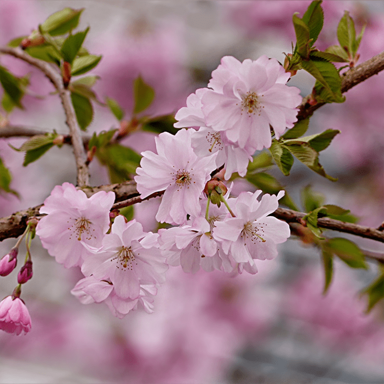 Pink Flowers: Names, Symbolic Meaning