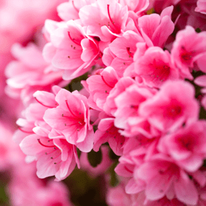 Pink Flowers: Names, Symbolic Meaning
