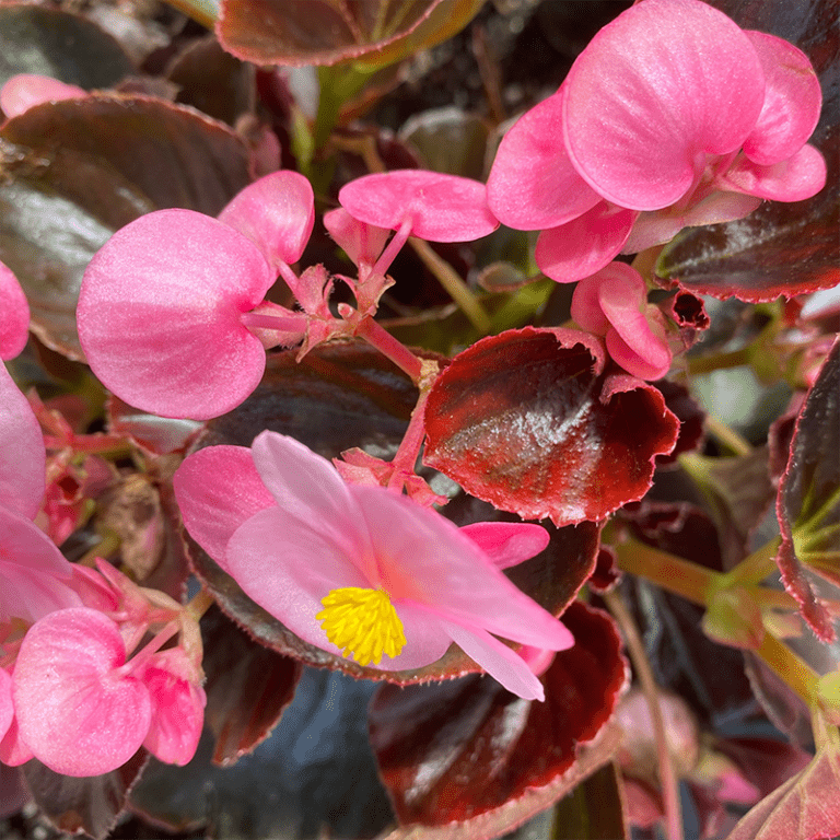 Pink Flowers: Names, Symbolic Meaning