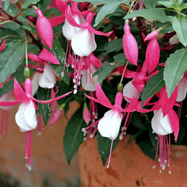Pink Flowers: Names, Symbolic Meaning