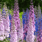 Pink Flowers: Names, Symbolic Meaning