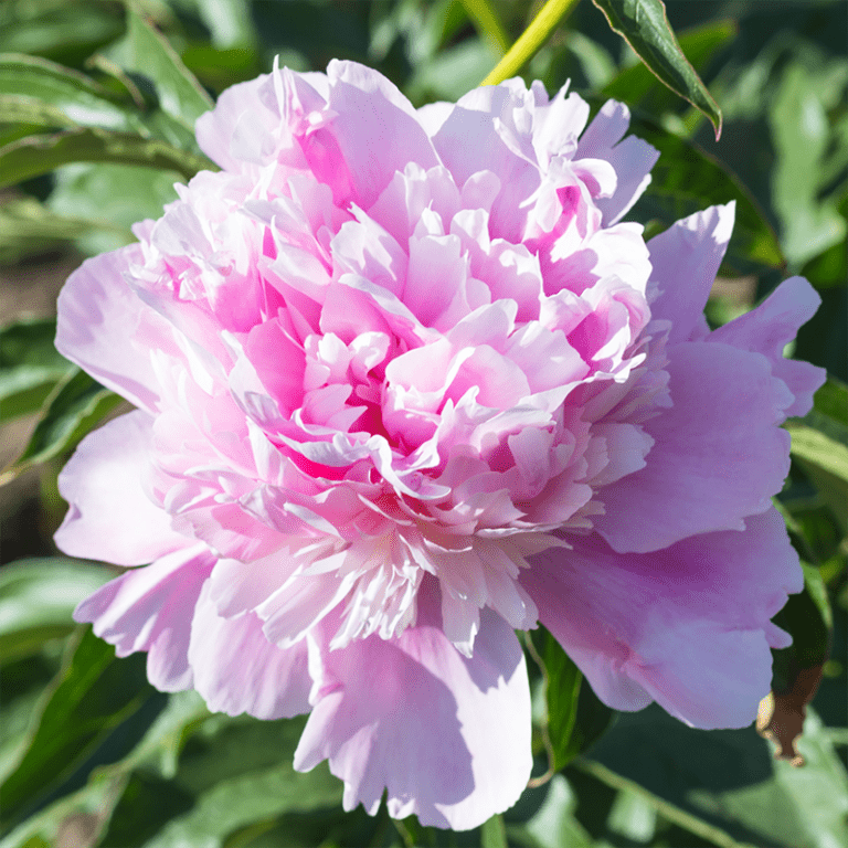 Pink Flowers: Names, Symbolic Meaning