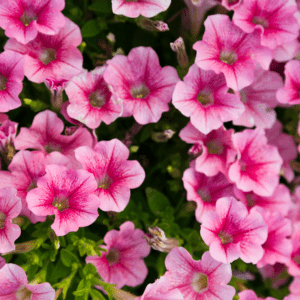 Pink Flowers: Names, Symbolic Meaning