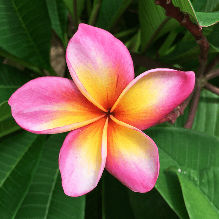 Pink Flowers: Names, Symbolic Meaning