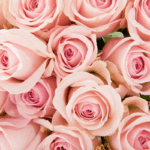 Libra Birth Flowers: Pink Rose and Peony Zodiac Flower Symbolism