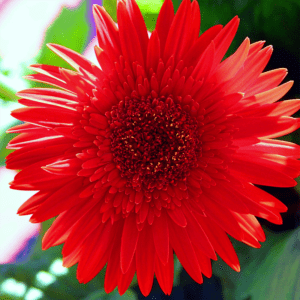 Red Flowers: Names, Symbolic Meaning