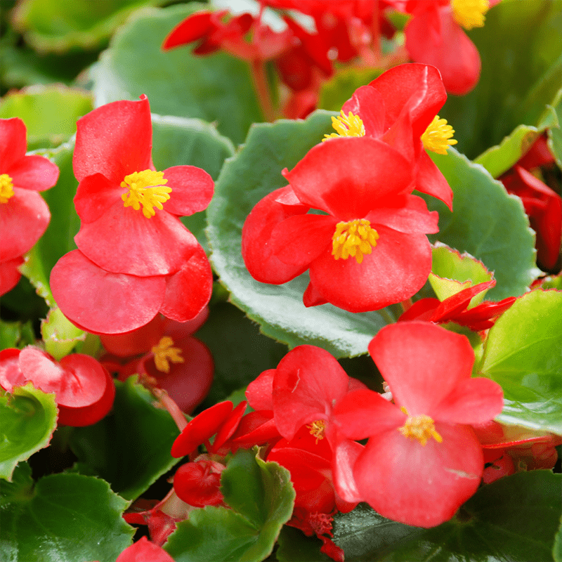 Red Flowers: Names, Symbolic Meaning
