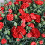 What is the National Flower of Spain,Meaning and Symbolism?