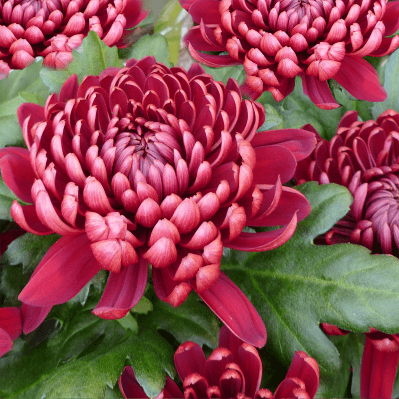 Red Flowers: Names, Symbolic Meaning