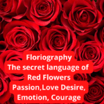 Red Flowers: Names, Symbolic Meaning