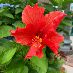 Red Flowers: Names, Symbolic Meaning