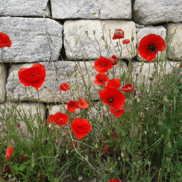 Red Flowers: Names, Symbolic Meaning