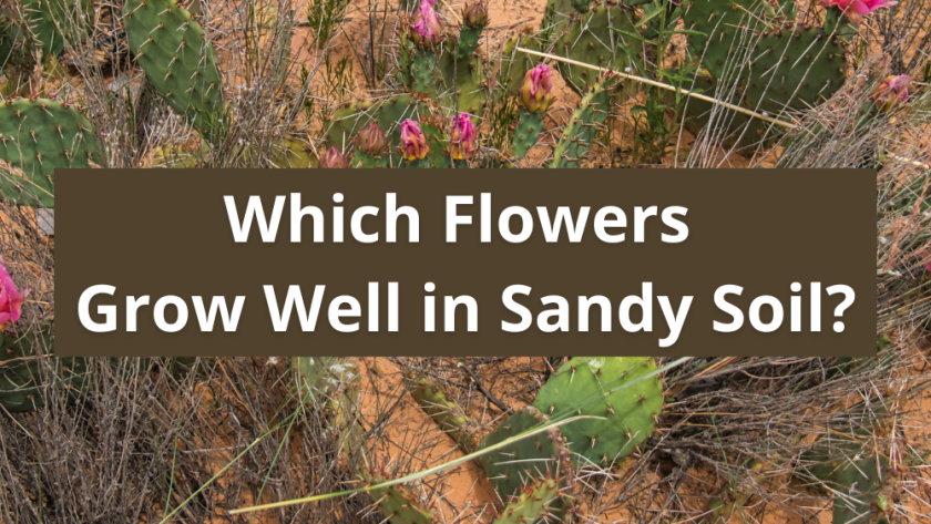 Which Flowers Grow Well In Sandy Soil? - Symbolic Meaning Of A Flower