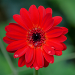 Red Daisy Symbolic Meaning