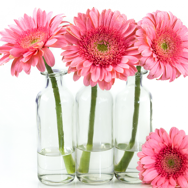 Aries Birth Flower: Daisy& Sweet Pea Zodiac Flower Symbolism