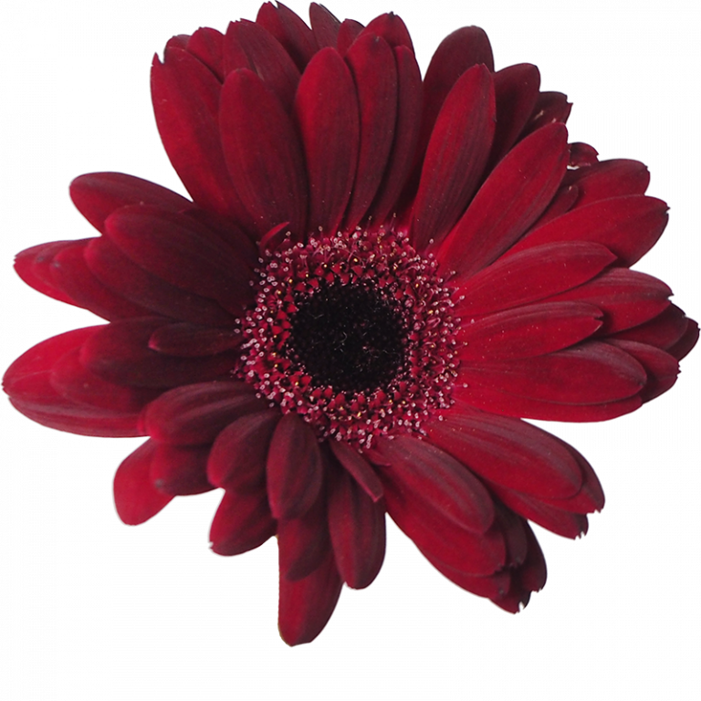 Red Daisy Symbolic Meaning