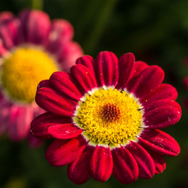 Red Daisy Symbolic Meaning