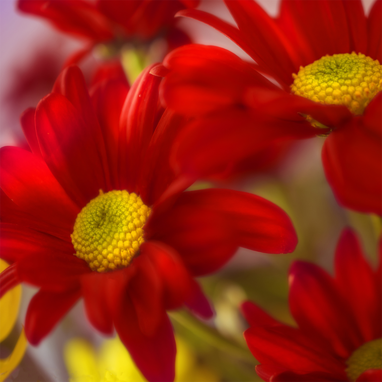 Red Daisy Symbolic Meaning