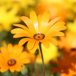 April Birth Flowers: Daisy & Sweet Pea Symbolic Meaning