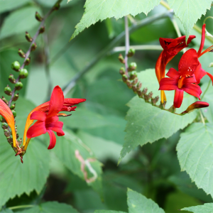 Red Lily Symbolic Meaning