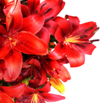 Red Lily Symbolic Meaning