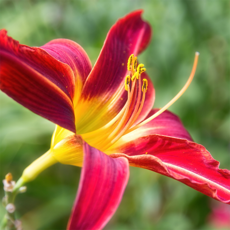 Red Lily Symbolic Meaning