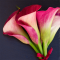 Red Lily Symbolic Meaning