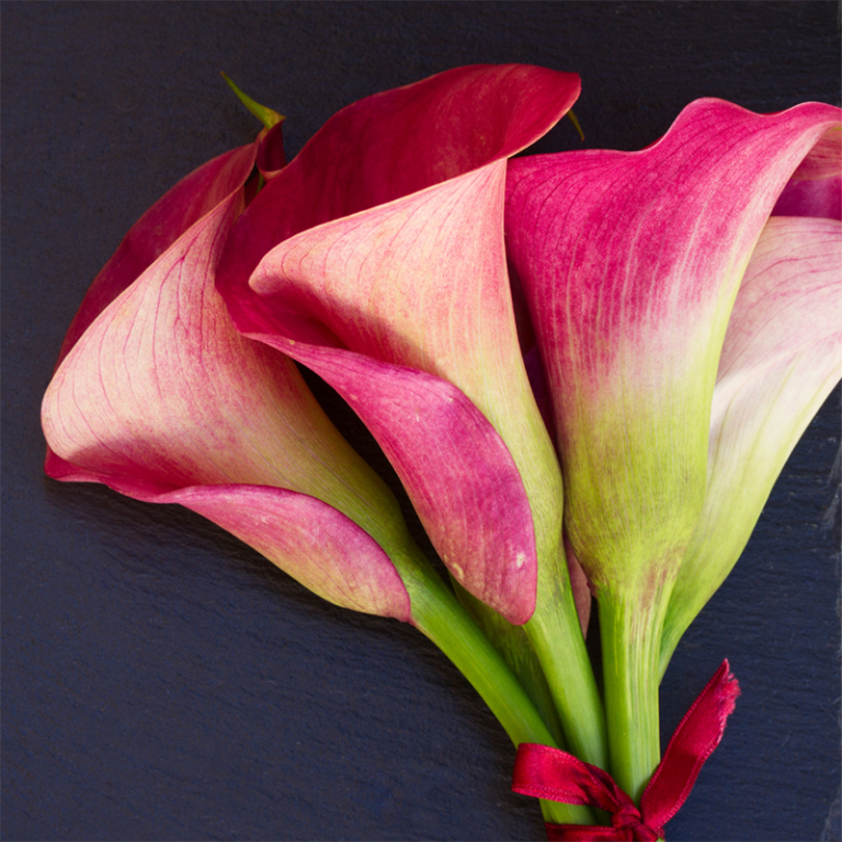 Red Lily Symbolic Meaning