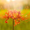 Red Lily Symbolic Meaning