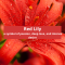 Red Lily Symbolic Meaning