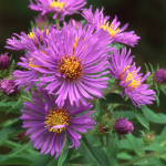September Birth Flowers: Aster & Morning Glory Symbolic Meaning