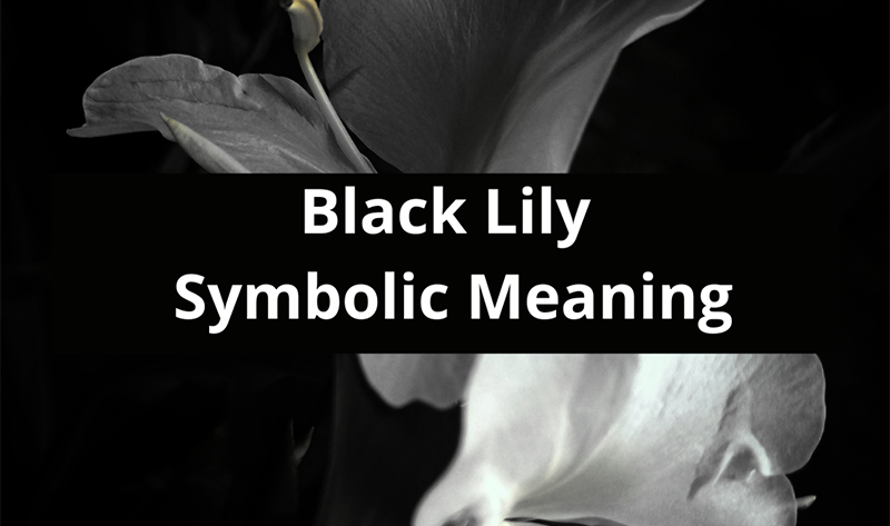 Black Lily Meaning
