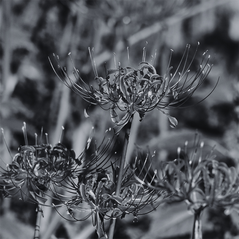 Black Spider Lily Symbolic Meaning