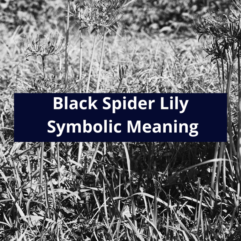 Spider Lily Flower Symbolic Meaning - Symbolic Meaning Of A Flower