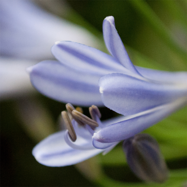 Blue Lily Symbolic Meaning