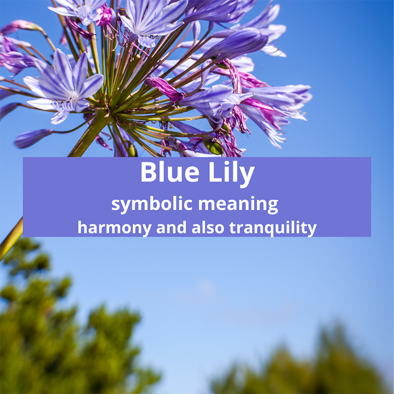 Blue Lily Flower Meaning