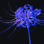 Spider Lily Flower Symbolic Meaning