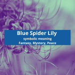 Blue Spider Lily Symbolic Meaning