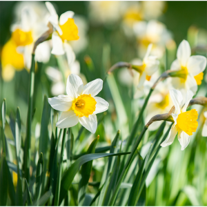 March Birth Flower: Daffodil Symbolism and Meaning