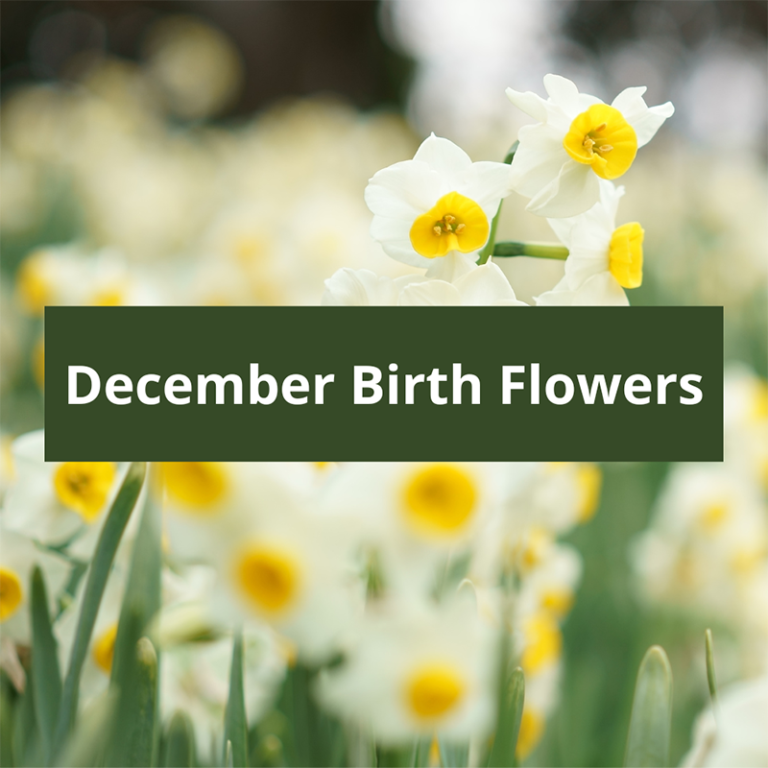 November Birth Flowers: Chrysanthemum & Peony Symbolic Meaning ...