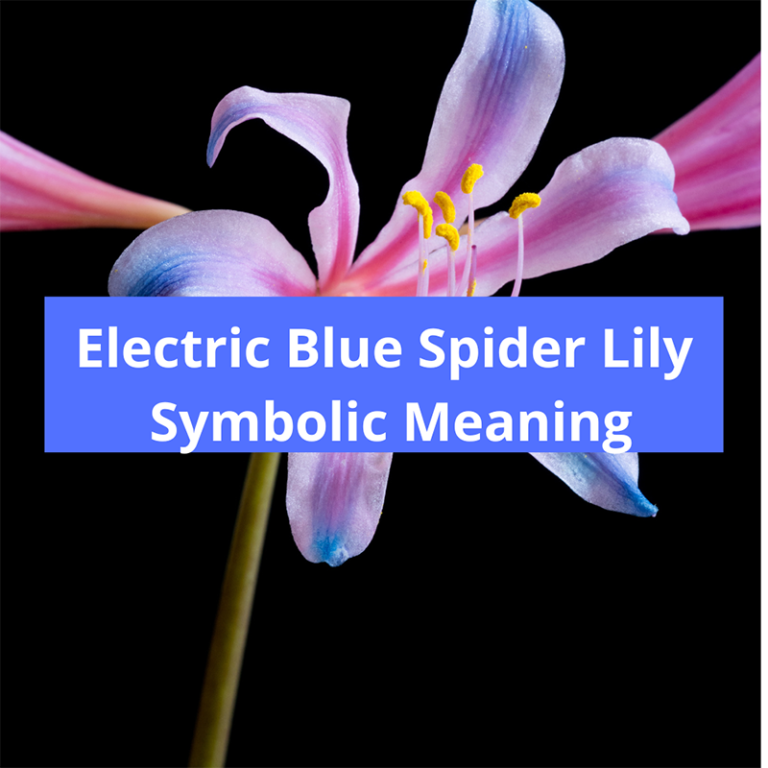 Blue Spider Lily Symbolic Meaning - Symbolic Meaning Of A Flower