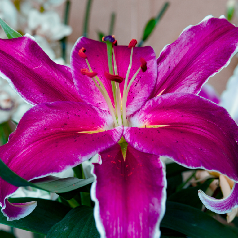 Fuchsia Lily Symbolic Meaning