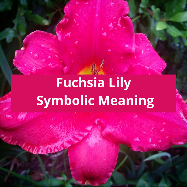 Daisy Flower Symbolic Meaning - Symbolic Meaning Of A Flower