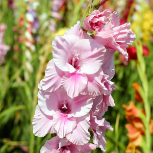 August Birth Flowers: Gladiolus & Poppy Symbolic Meaning