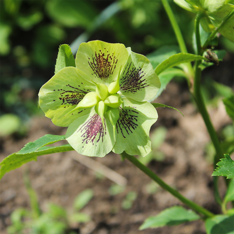 Green Flowers: Names, Symbolic Meaning