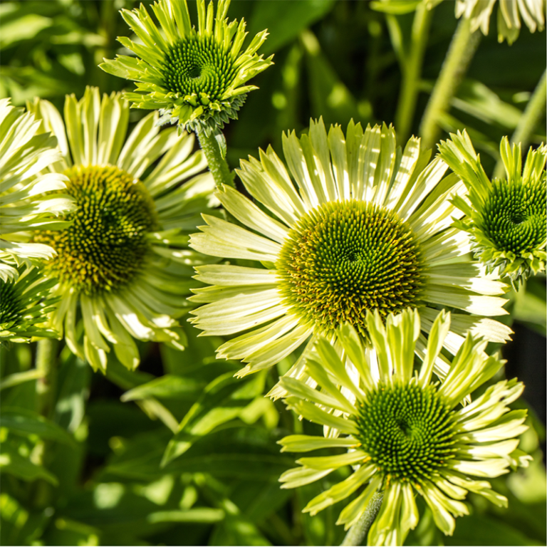Green Flowers: Names, Symbolic Meaning