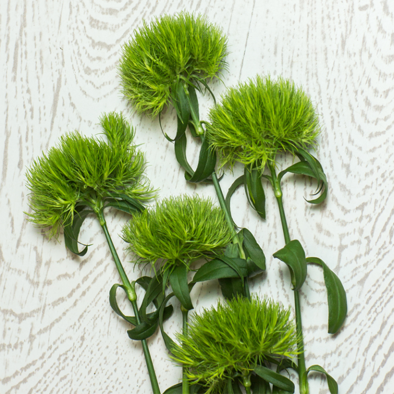 Green Flowers: Names, Symbolic Meaning