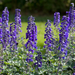 July Birth Flowers: Water Lily& Larkspur Symbolic Meaning