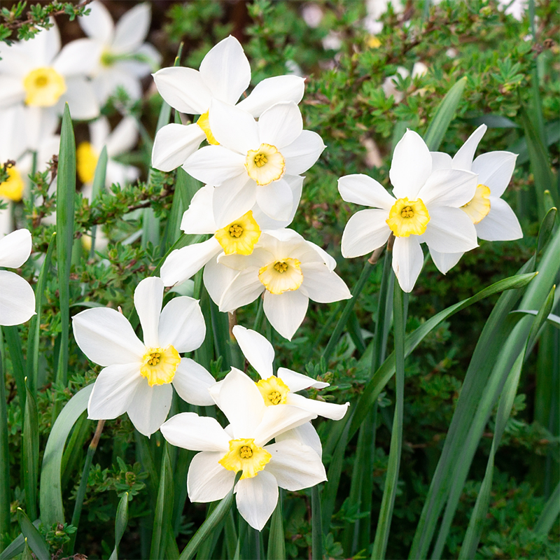 December Birth Flowers: Narcissus & Holly