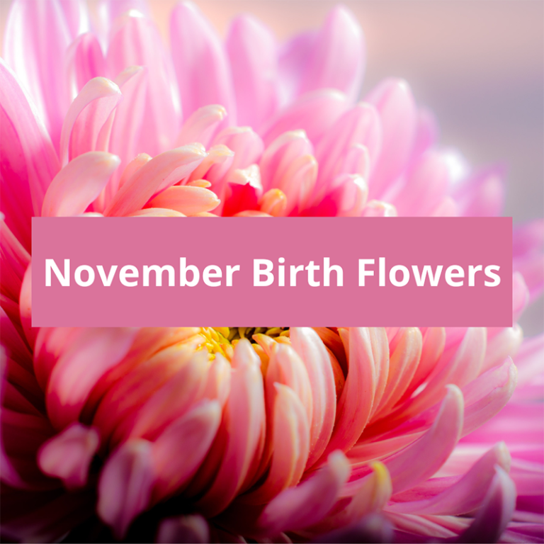 December Birth Flowers: Narcissus & Holly - Symbolic Meaning Of A Flower